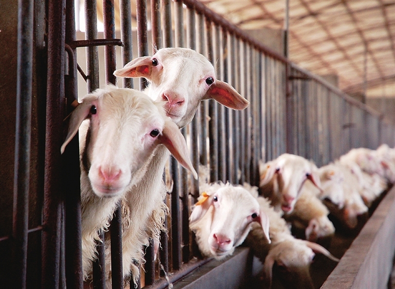 Yonghui Sheep Breeding Base--嘉定报