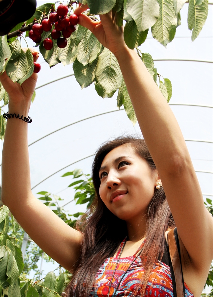 Ripe for the picking--嘉定报