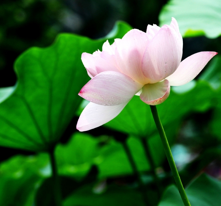 Lotus and water lilies in full blossom at Guyi Garden--嘉定报