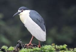 Plants and animals thrive on Liudao--嘉定报
